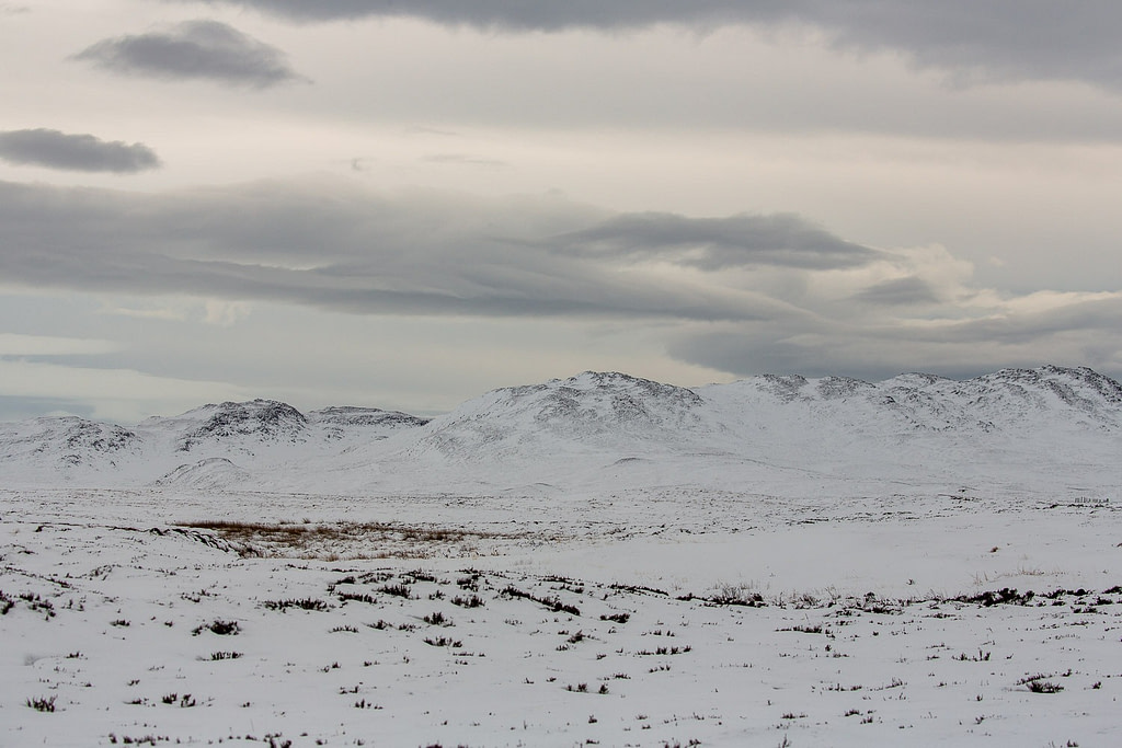 Winter Wildlife Encounters in the Cairngorms National Park ~ Meandering ...