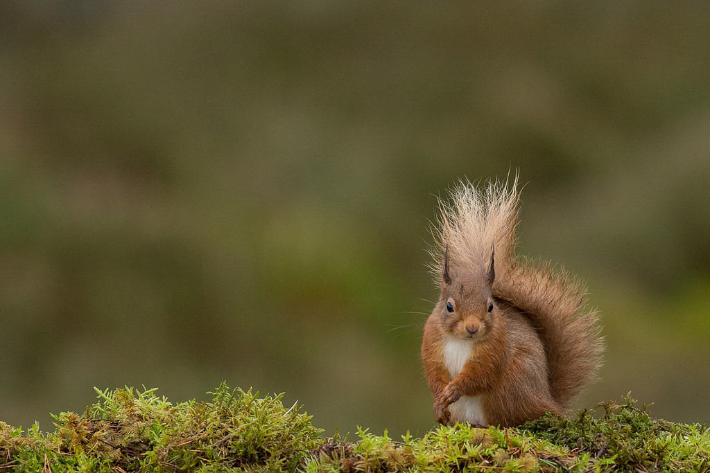 Red Squirrels - The Facts ~ Meandering Wild