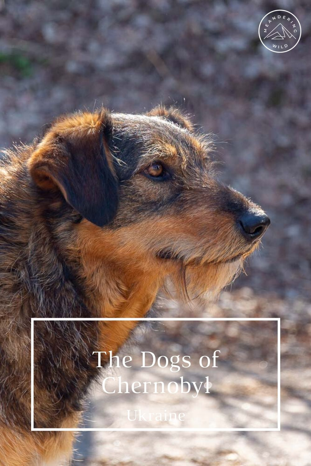 The Dogs of Chernobyl ~ Meandering Wild