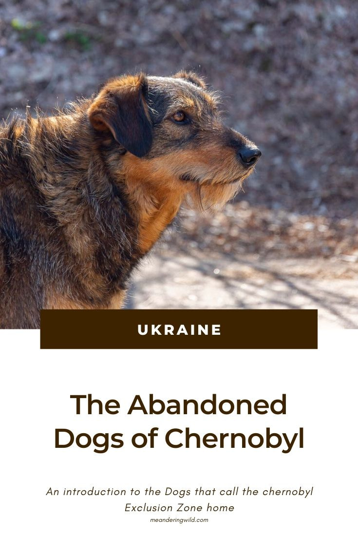 The Dogs of Chernobyl ~ Meandering Wild