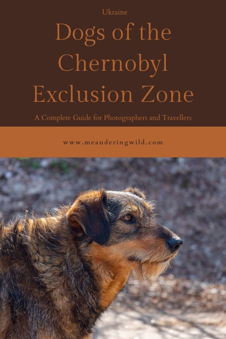 The Dogs of Chernobyl ~ Meandering Wild