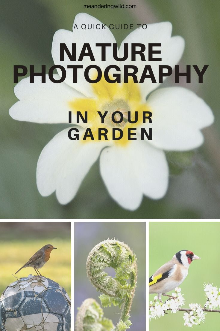 Nature Photography at Home ~ Meandering Wild